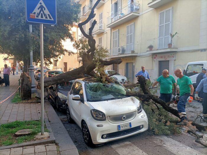 CROLLA ALBERO IN PIAZZA MATTEO LUCIANI, DANNI ALLE AUTO - TVOGGI Salerno